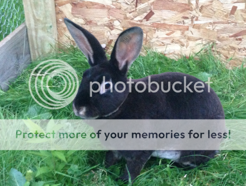 Rabbit w/lump on chin | Homesteading Forum